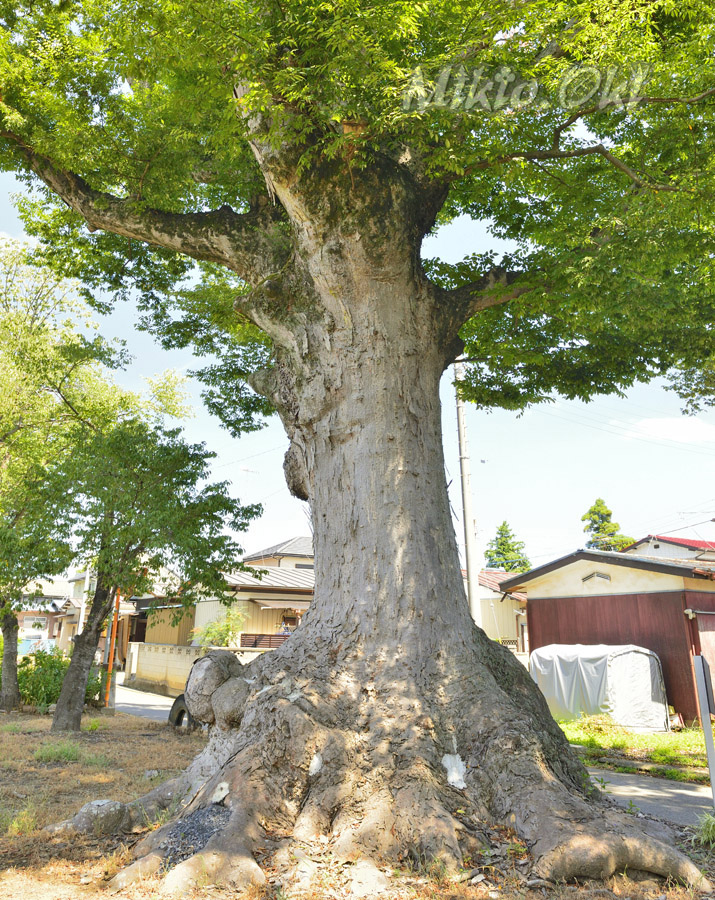 茨城県の巨木 三所神社のケヤキ