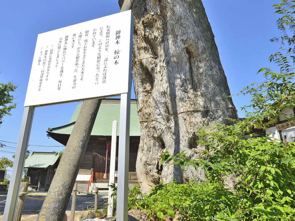 埼玉県の巨木 米島香取神社のムクノキ