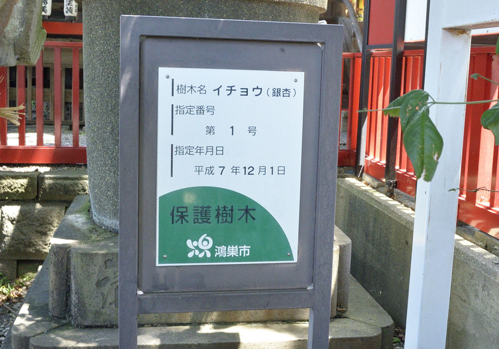 埼玉県の巨木 鴻神社のイチョウ