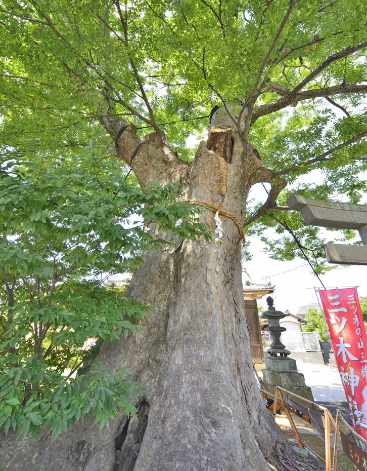 埼玉県の巨木 三ツ木神社の大欅
