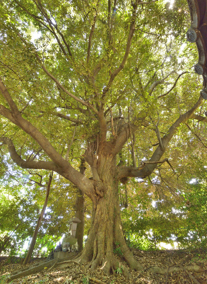 埼玉県の巨木 滝馬室氷川神社のスダジイ