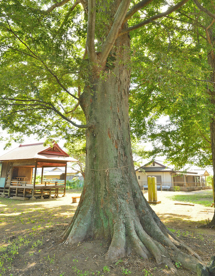埼玉県の巨木 岡泉鷲神社のケヤキ