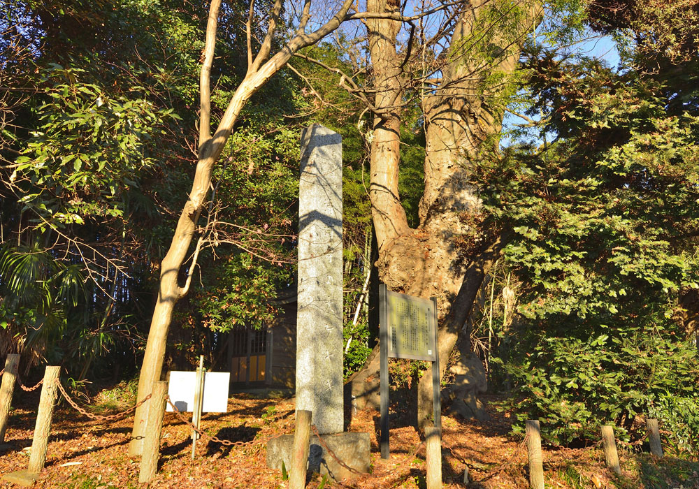 埼玉県の巨木 清河寺の大ケヤキ