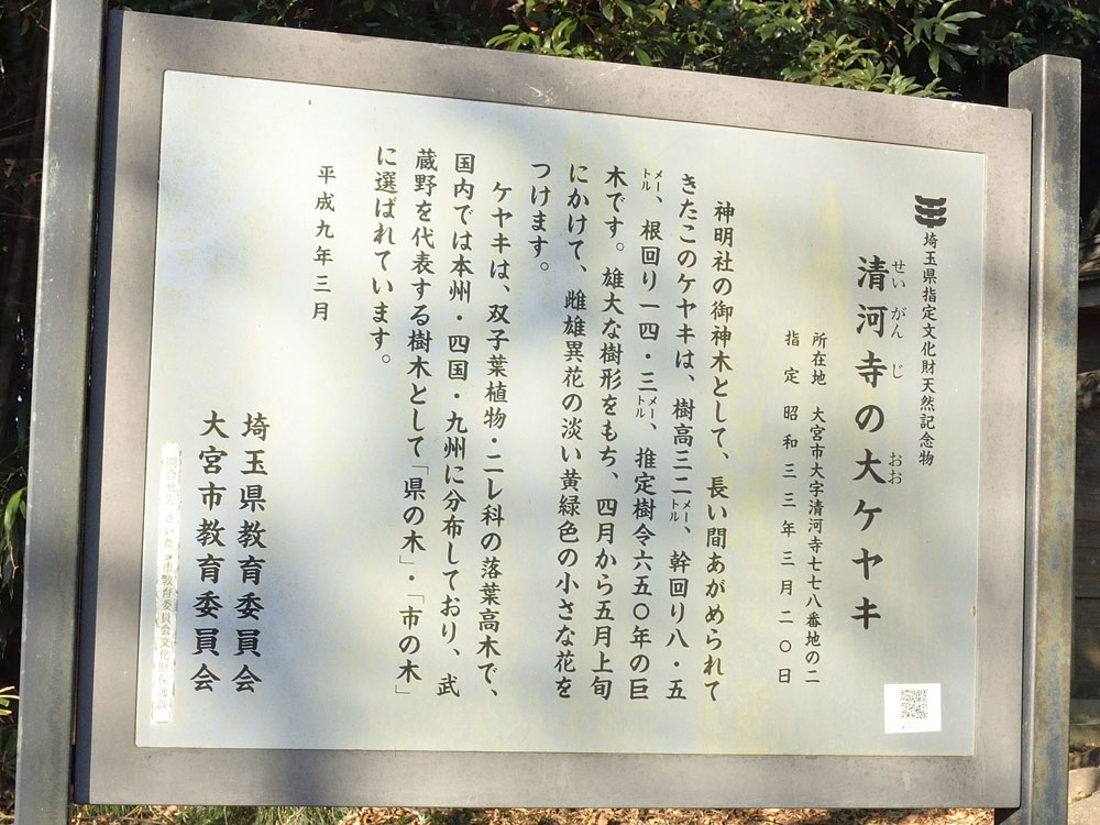 埼玉県の巨木 清河寺の大ケヤキ