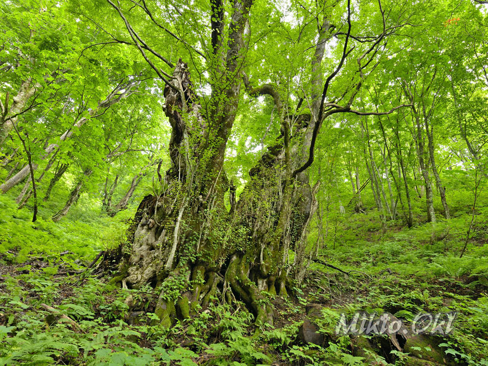 山形県の巨木 権現山の大カツラ