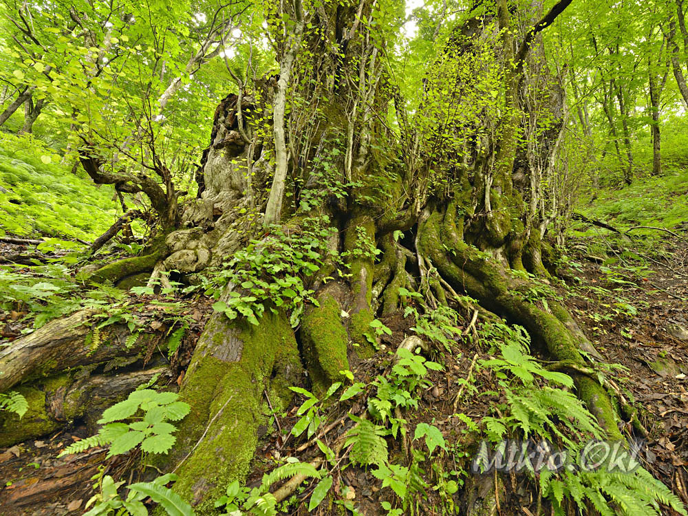 山形県の巨木 権現山の大カツラ
